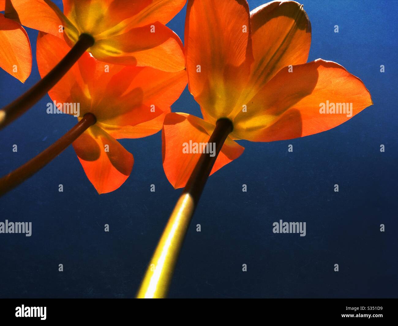 Looking underneath tulip flowers Stock Photo - Alamy