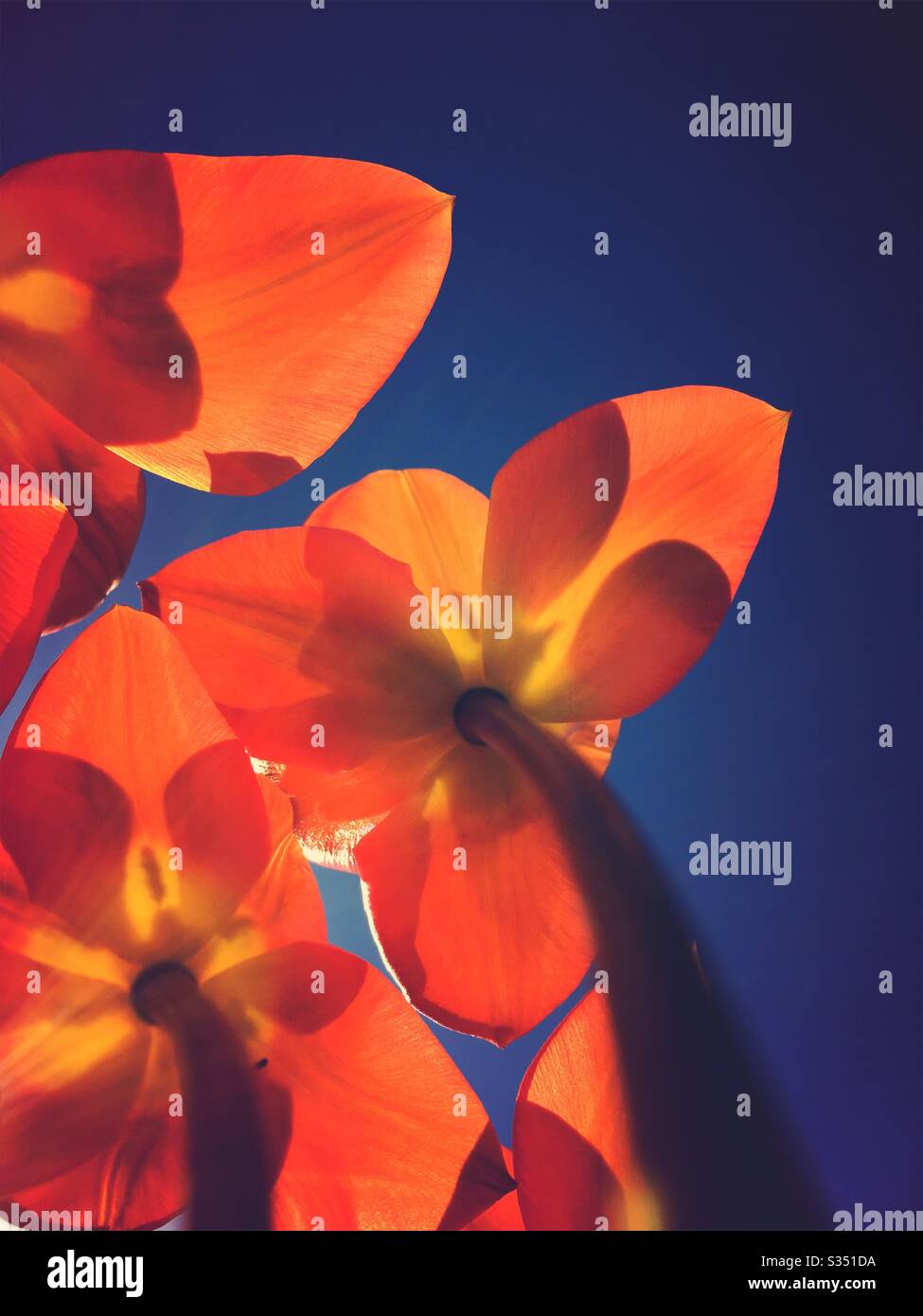 Underneath flowers hi-res stock photography and images - Alamy