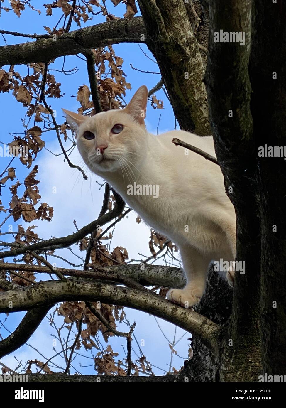 Cat by the tree hi-res stock photography and images - Alamy