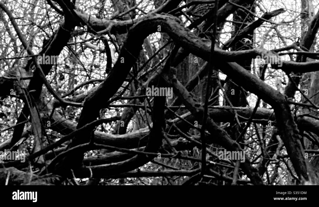 Tangled branches hi-res stock photography and images - Alamy
