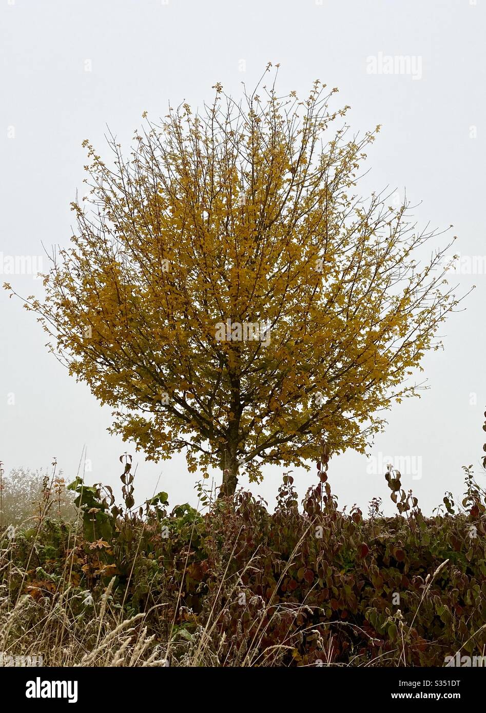 Golden tree hi-res stock photography and images - Alamy