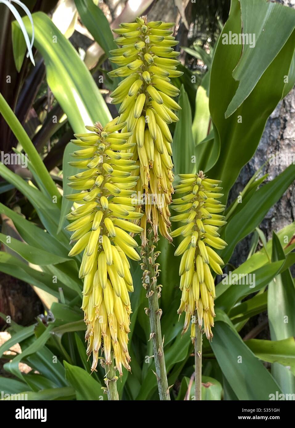 Colorful blooms of an aloe Vera plant Stock Photo - Alamy