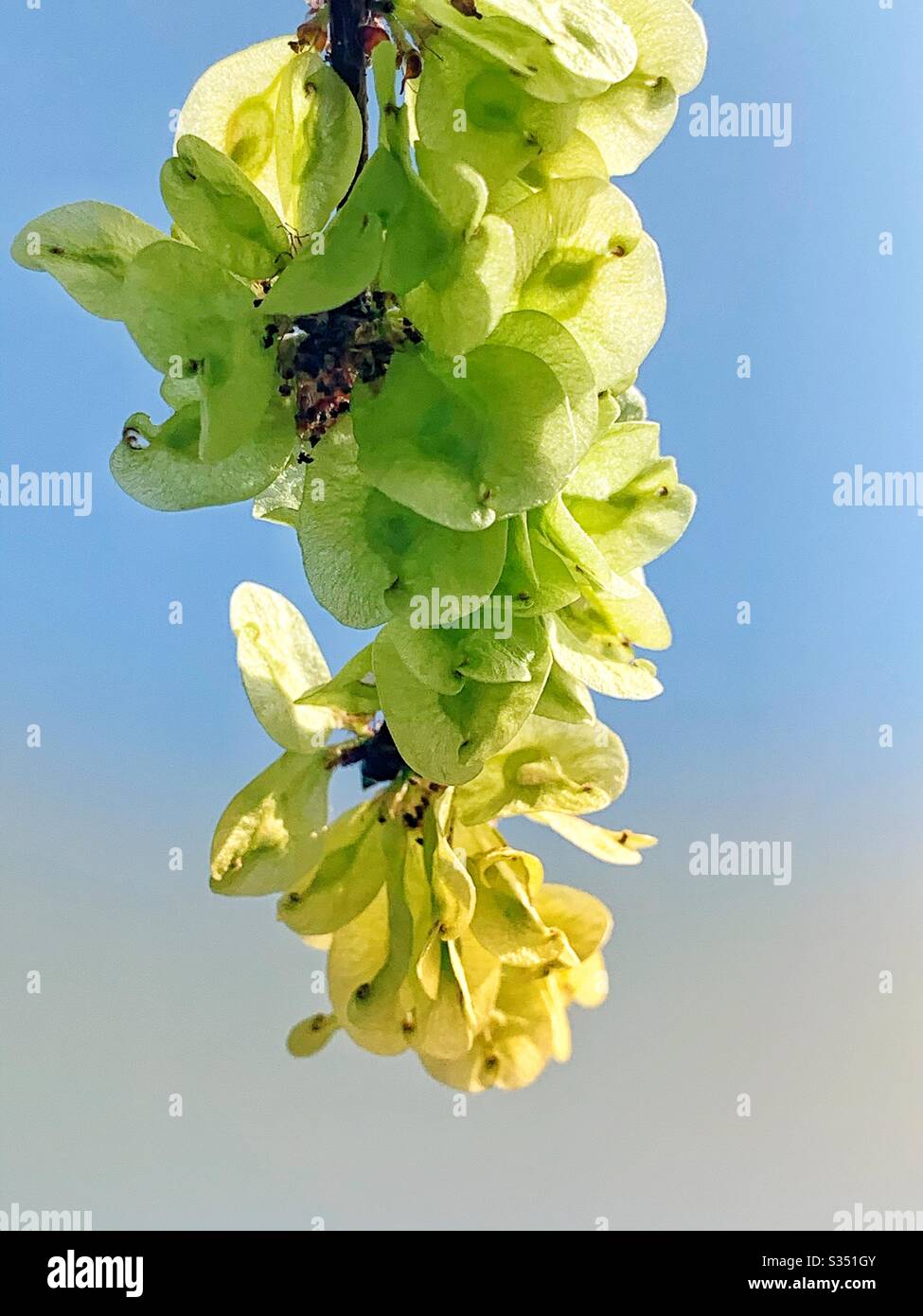 The tree seeds hi-res stock photography and images - Alamy