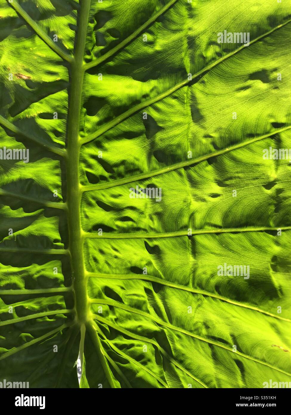 Bright green leaf hi-res stock photography and images - Alamy