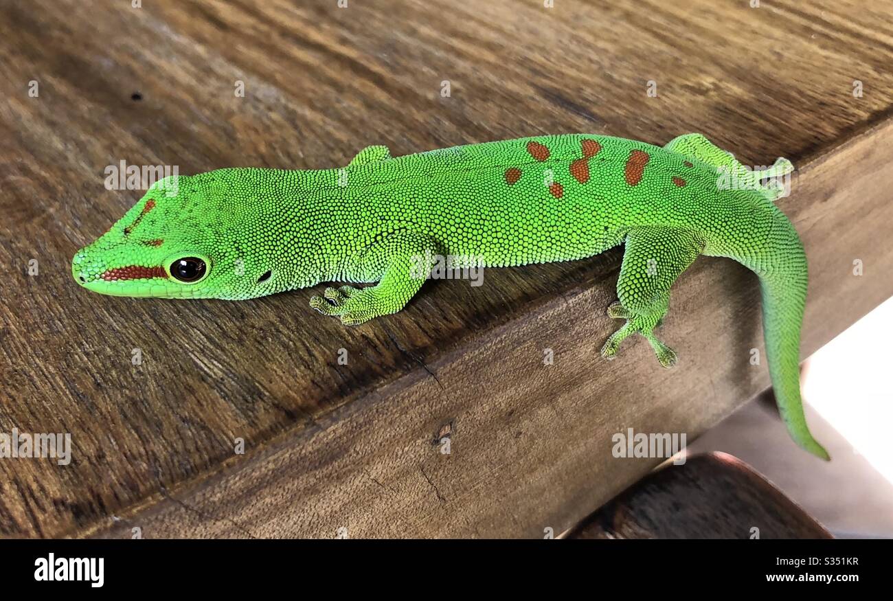 Neon green lizard hi-res stock photography and images - Alamy