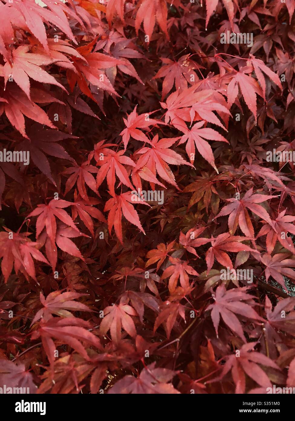 Acer red leaves hi-res stock photography and images - Alamy