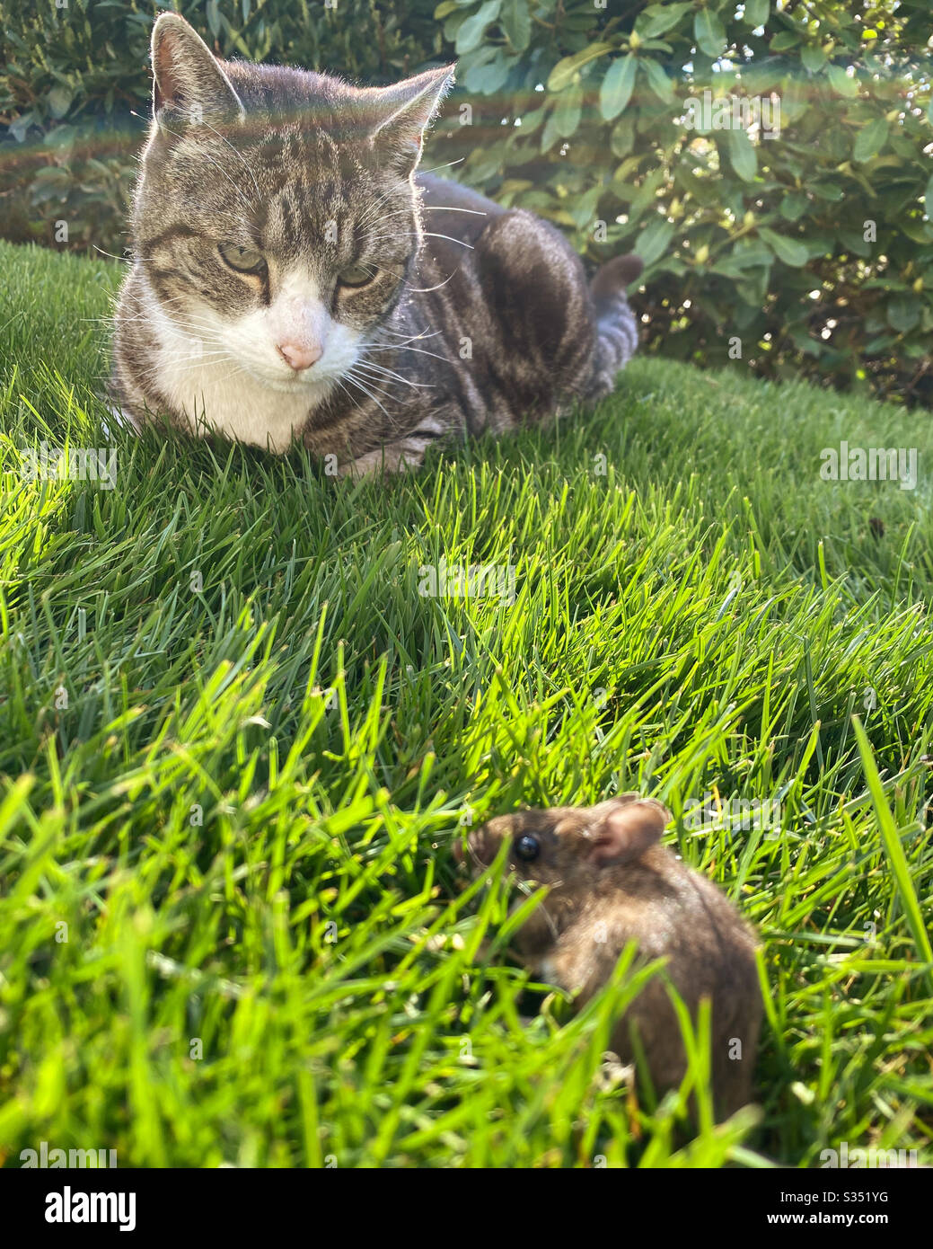 Cat waiting mouse hi-res stock photography and images - Alamy