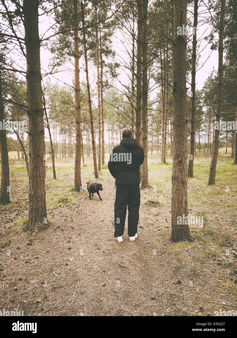 Tall pine trees in rural dense forest. Natural treescape in woodland ...