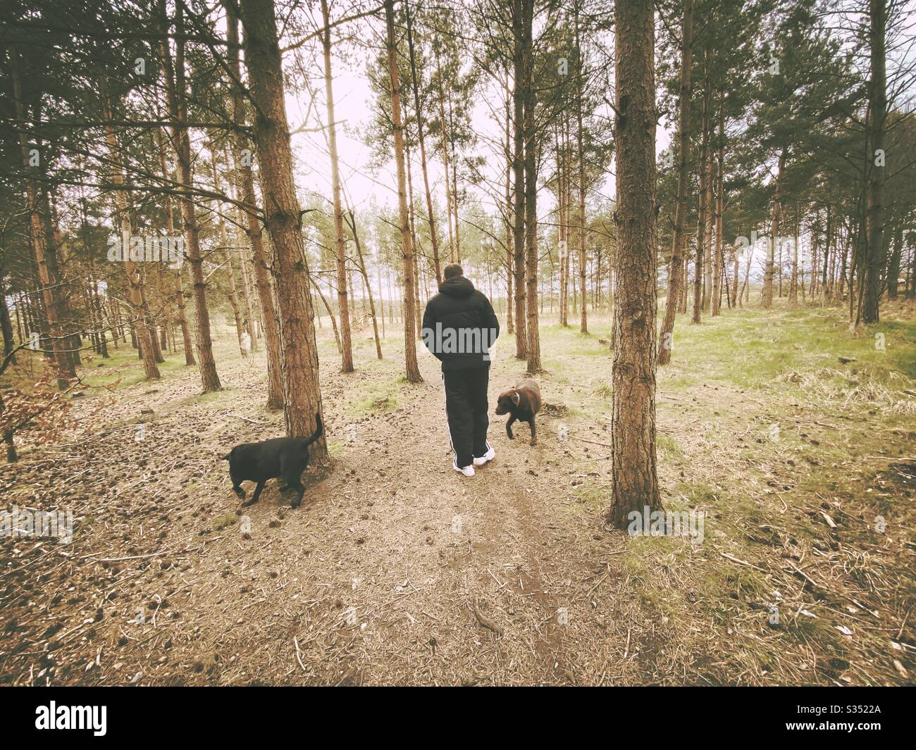 Tall pine trees in rural dense forest. Natural treescape in woodland ...
