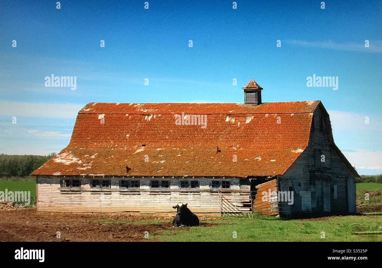 An old cow shed hi-res stock photography and images - Alamy