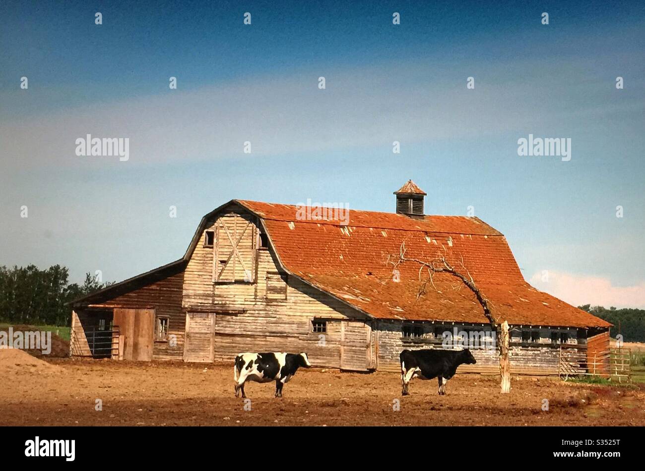 Old farmyard barn, agriculture, country life, wooden, structures, cow ...