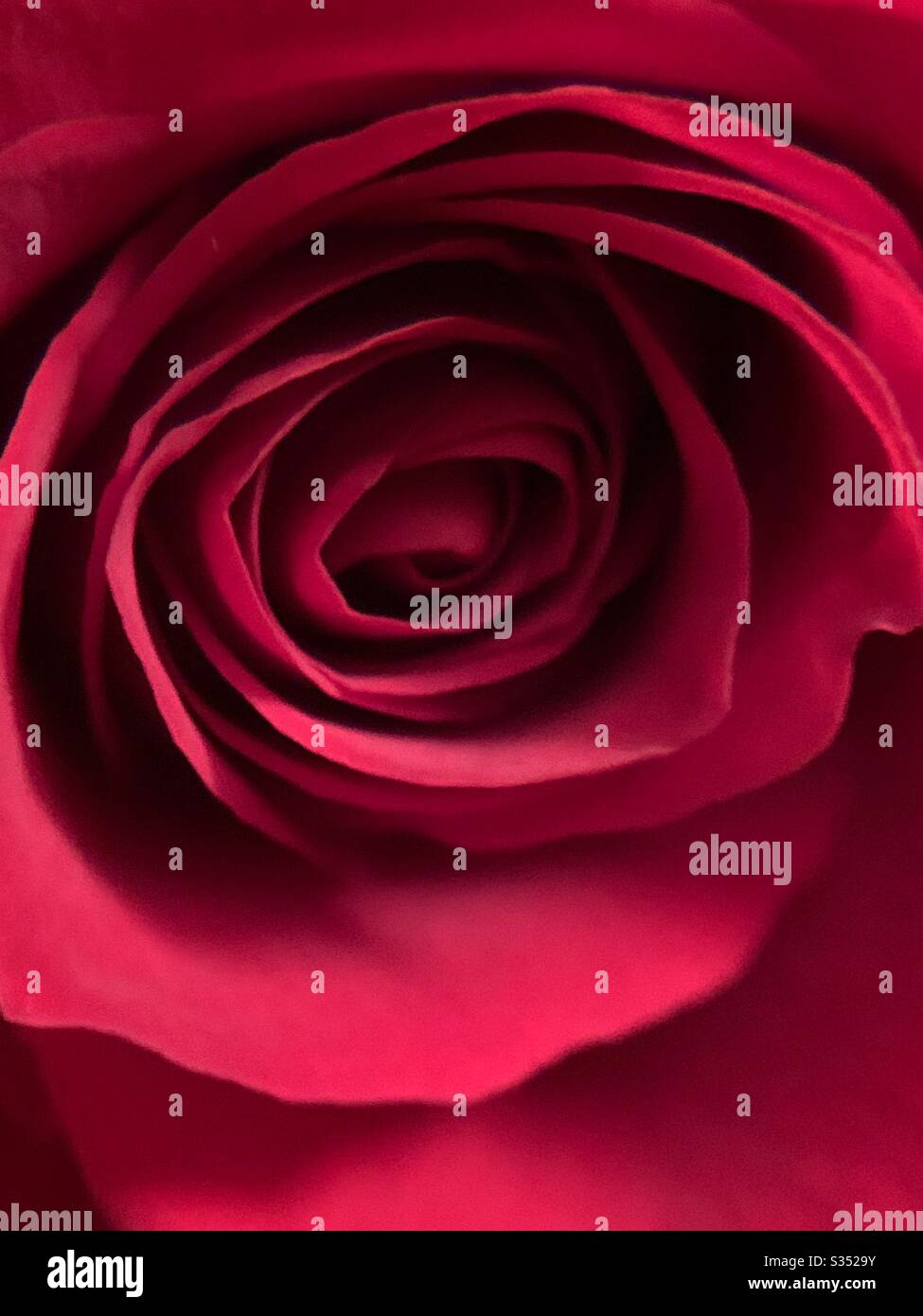 Rose layers hi-res stock photography and images - Alamy