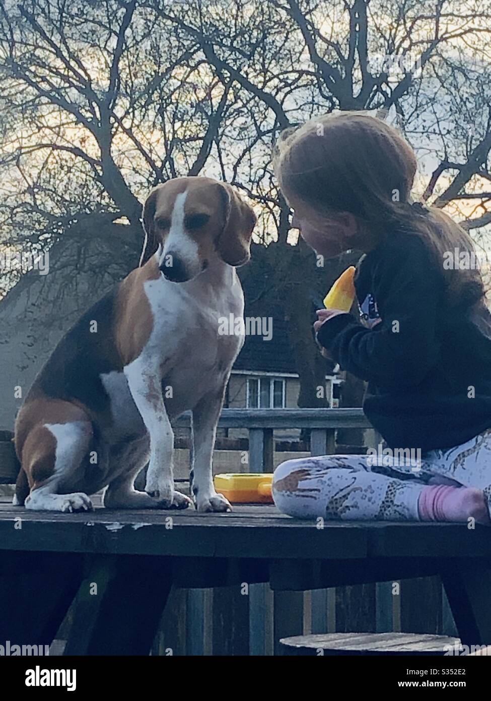 Beagle Love High Resolution Stock Photography and Images - Alamy