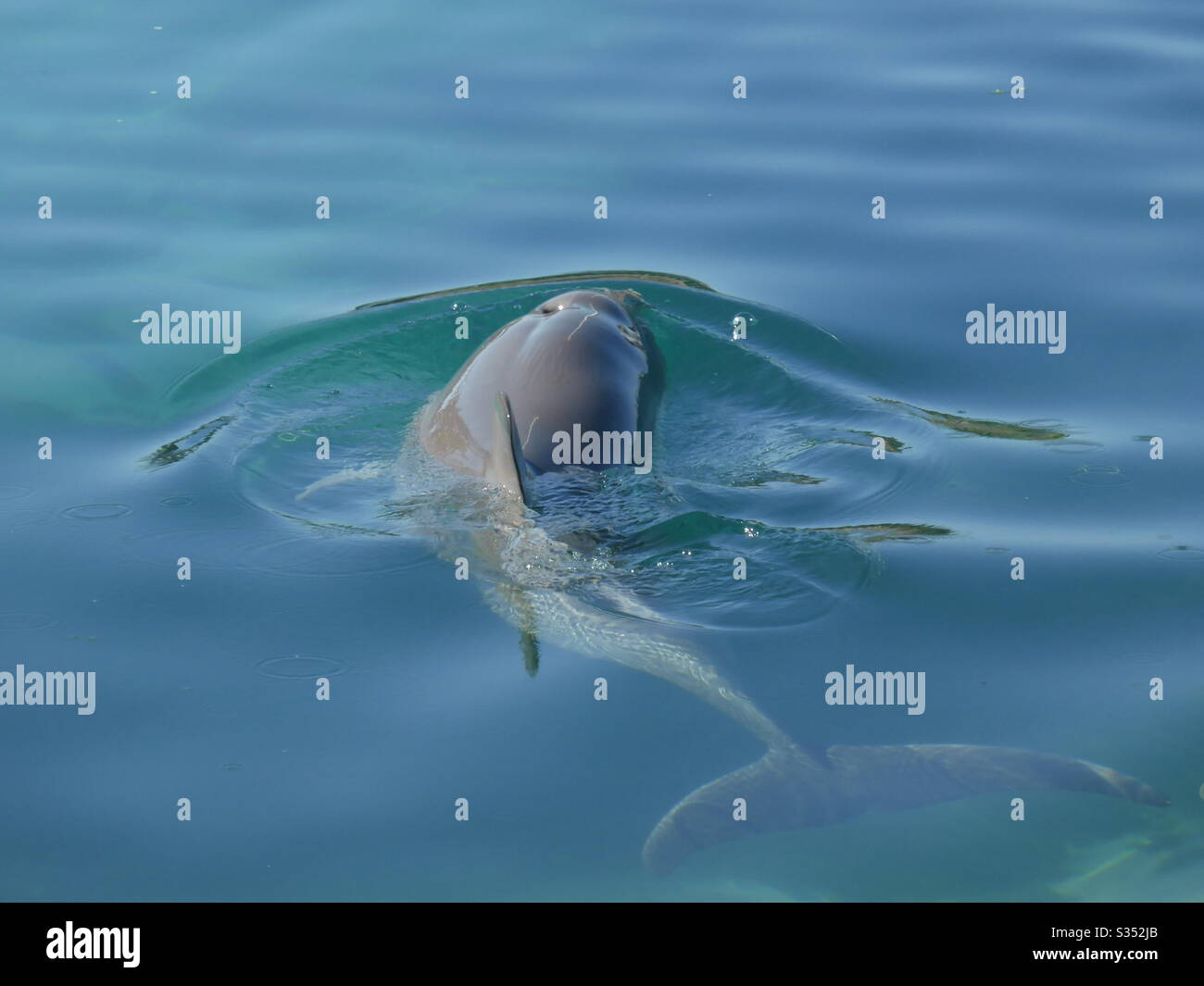 Dolphin clear water hi-res stock photography and images - Alamy