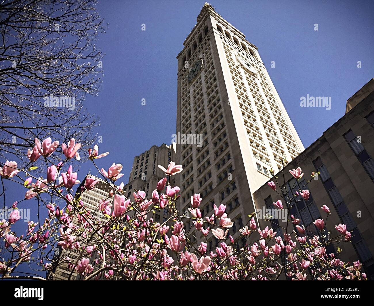 Tulip trees hi-res stock photography and images - Alamy