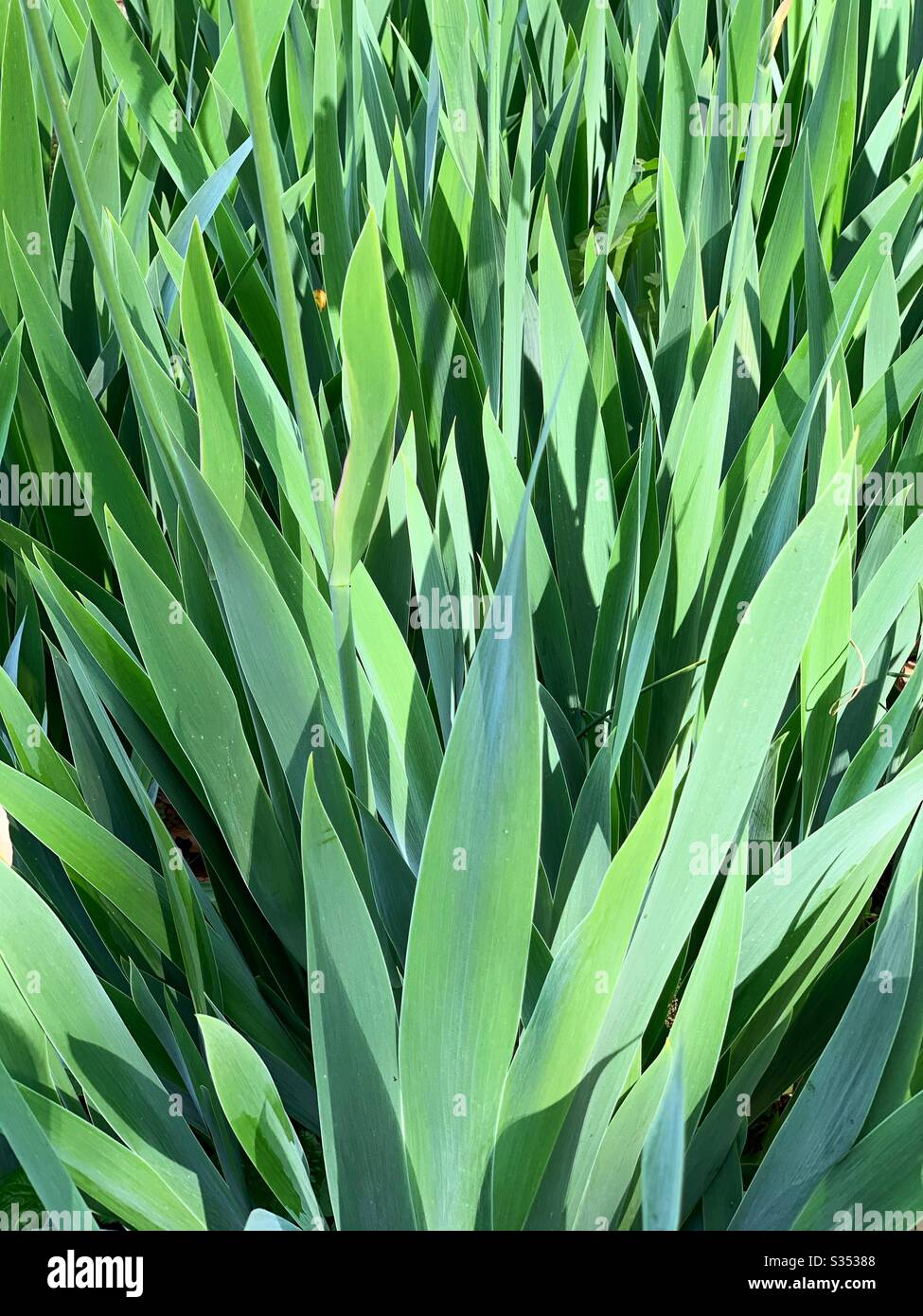 Bearded iris leaves hi-res stock photography and images - Alamy