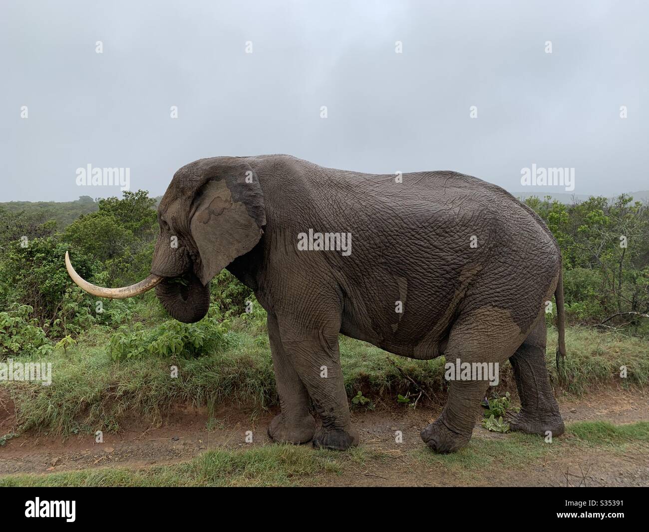 Elephant eating vegetation hi-res stock photography and images - Alamy