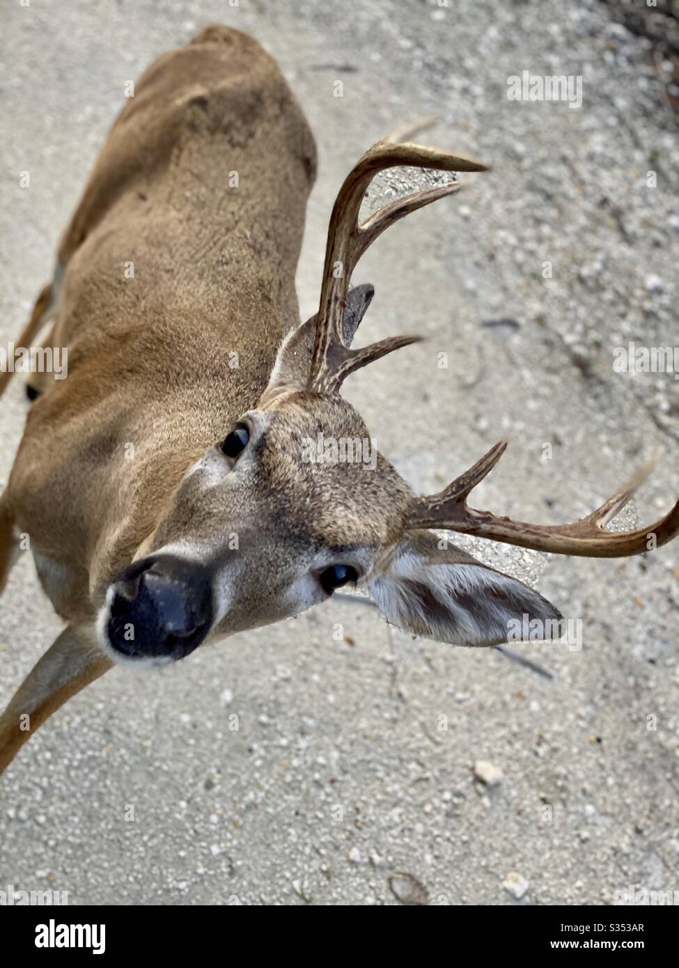 O dear hi-res stock photography and images - Alamy