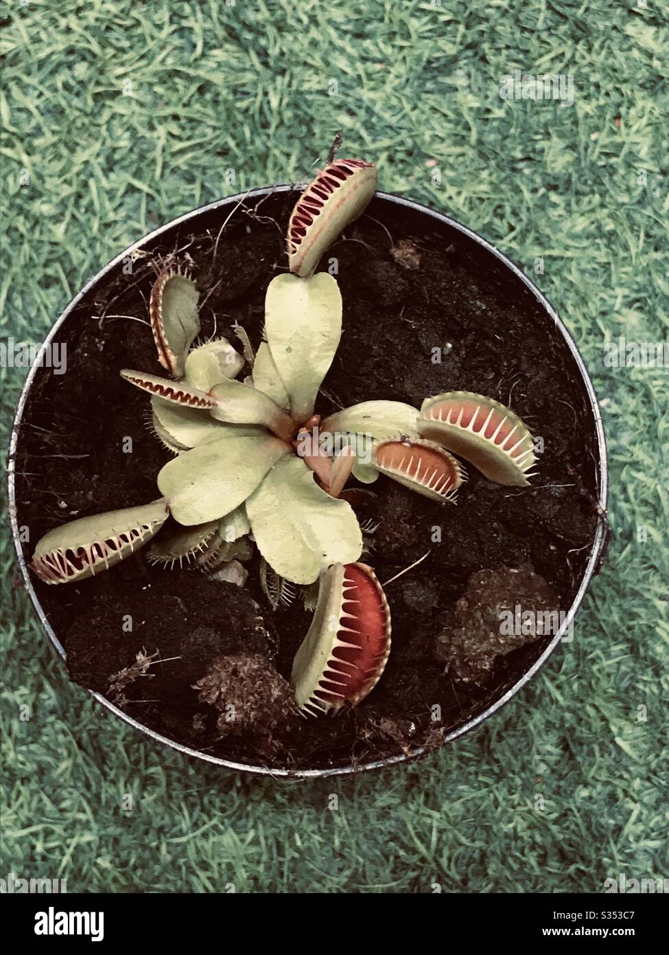 Bug eating plant hi-res stock photography and images - Alamy