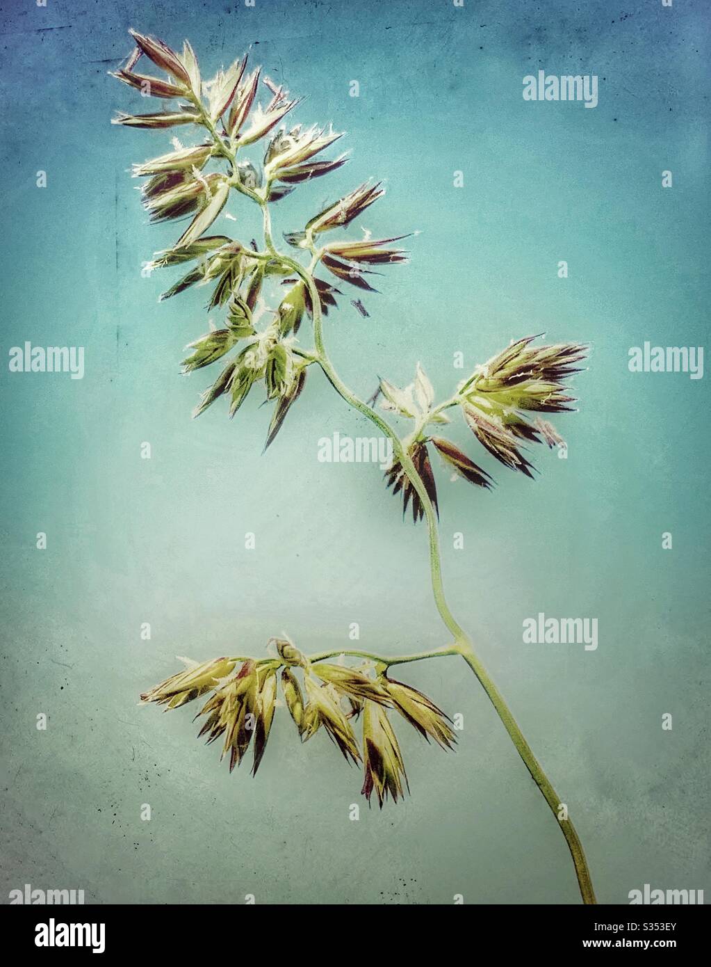 Grass vintage hi-res stock photography and images - Alamy