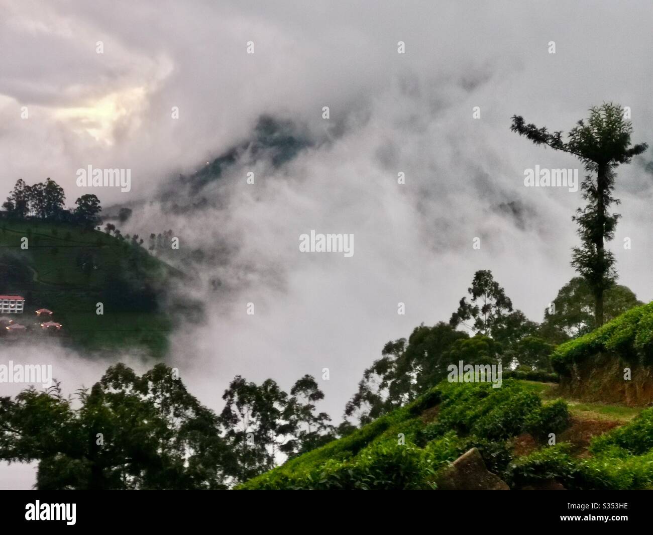 Mysterious mist in Munnar, Kerela, India Stock Photo - Alamy