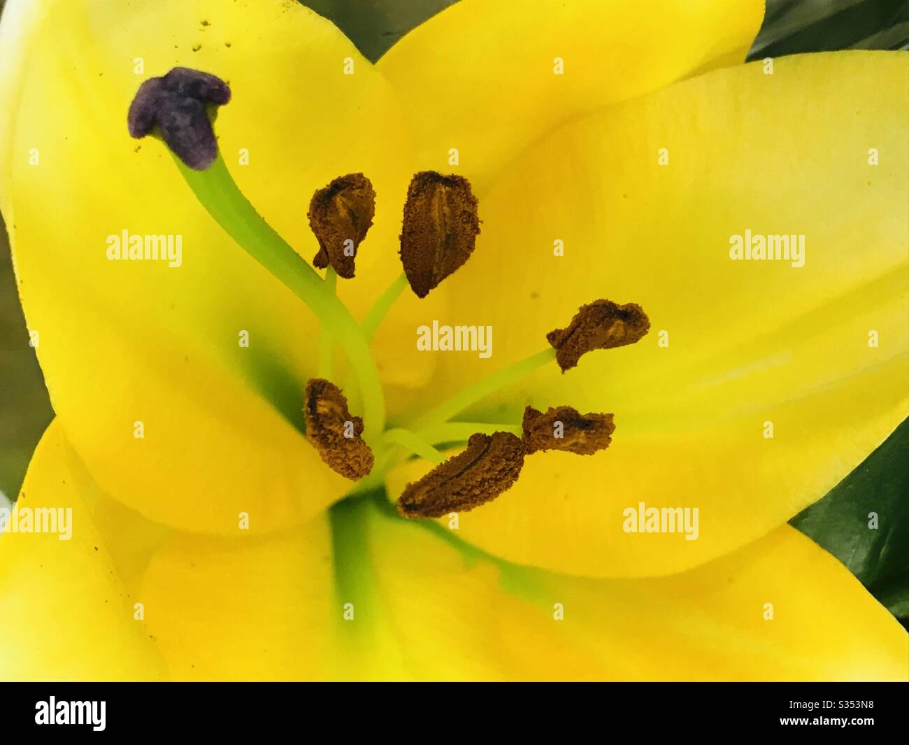 Long stigma hi-res stock photography and images - Alamy