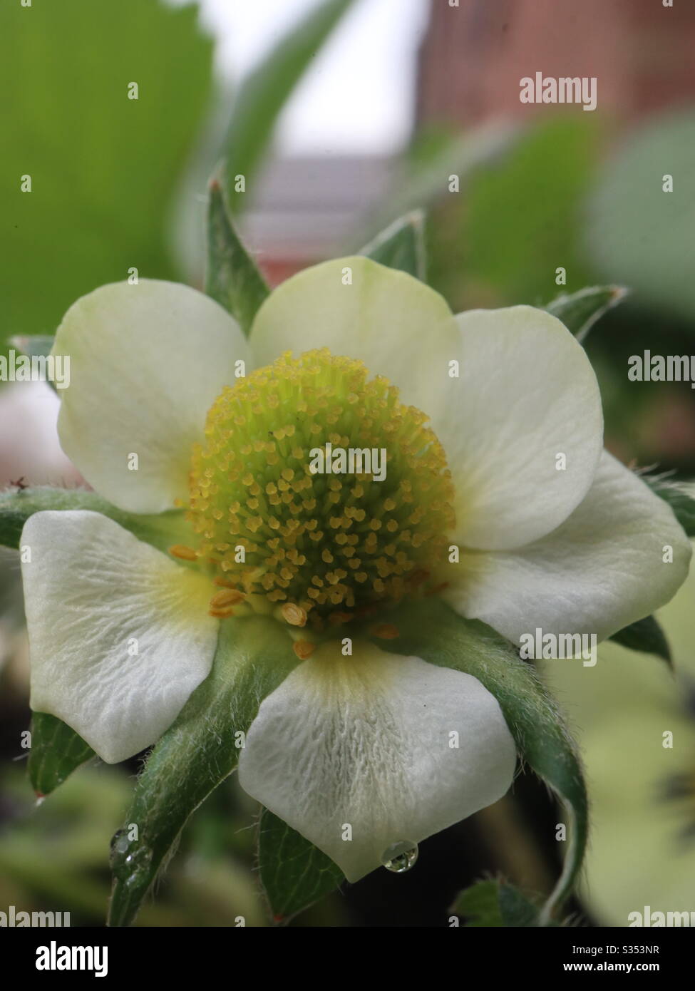 Strawberry Flower, Spring Fruit Stock Photo - Alamy