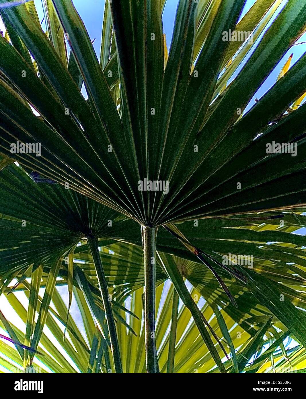 Windmill palm hi-res stock photography and images - Alamy