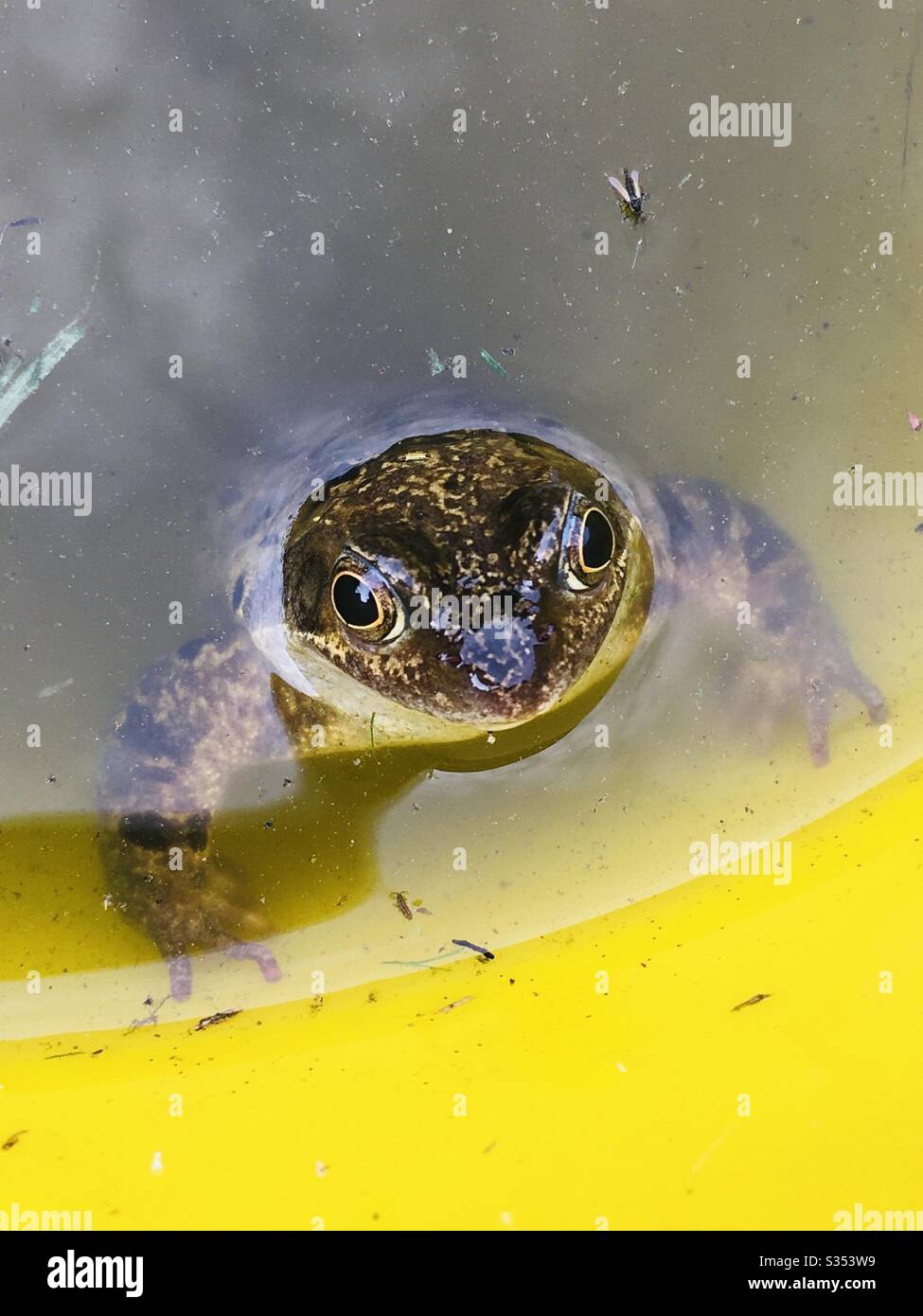Frog in bucket Stock Photo - Alamy