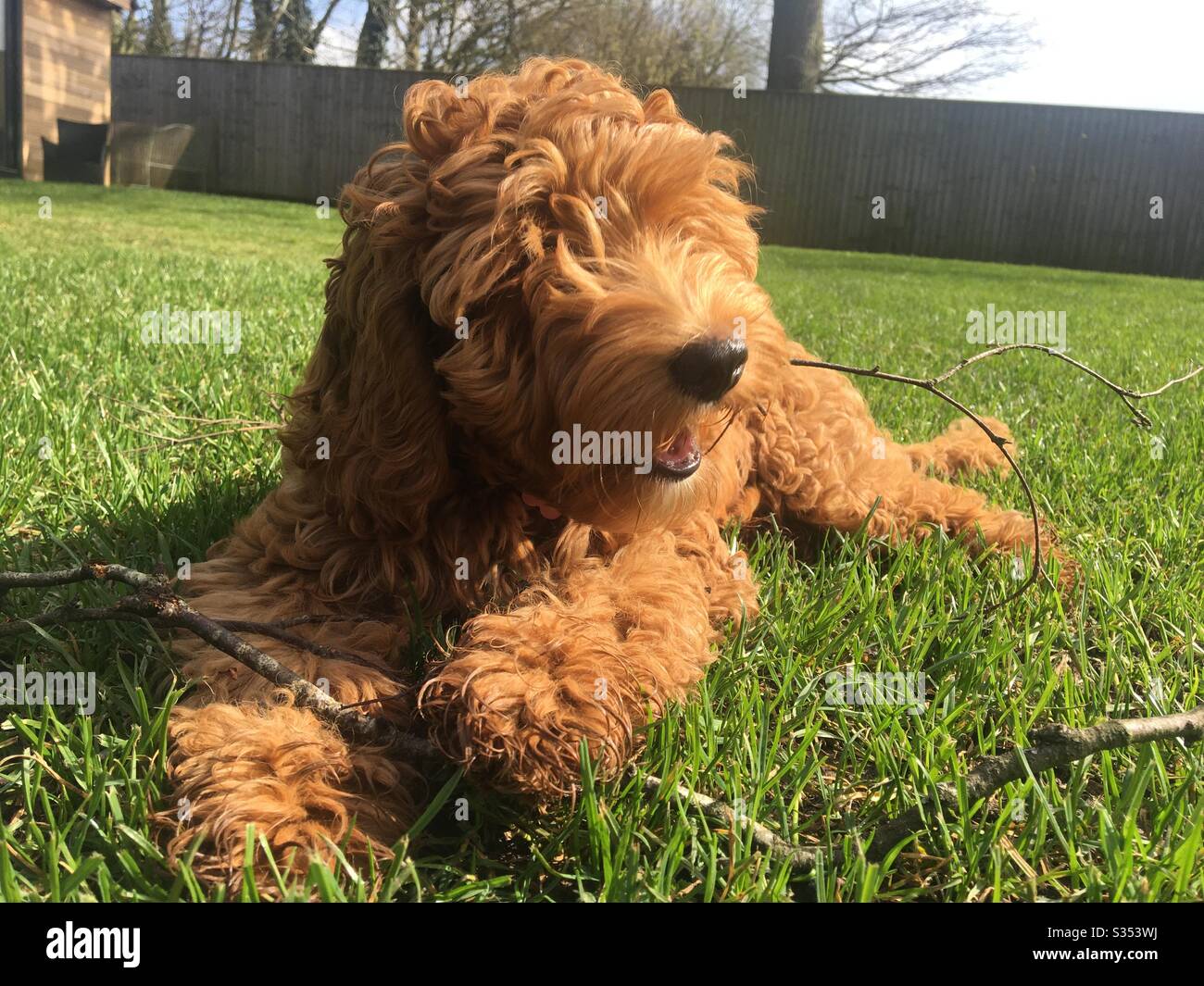 Cockapoo in garden hi-res stock photography and images - Alamy