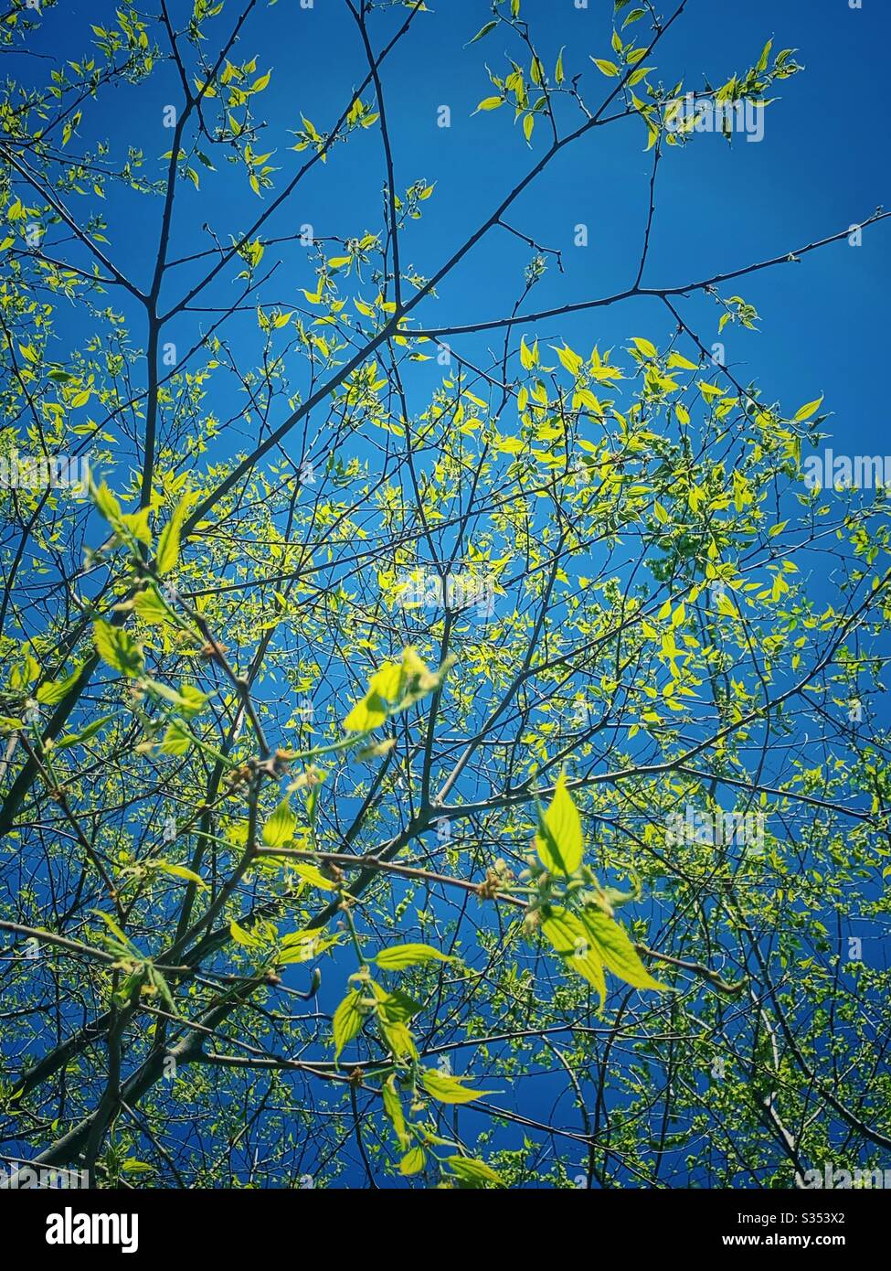 New leaves tree spring hi-res stock photography and images - Alamy