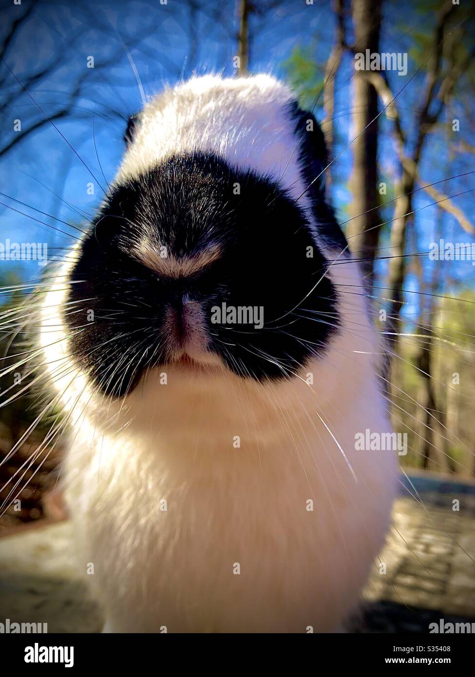 Big bunny hi-res stock photography and images - Alamy