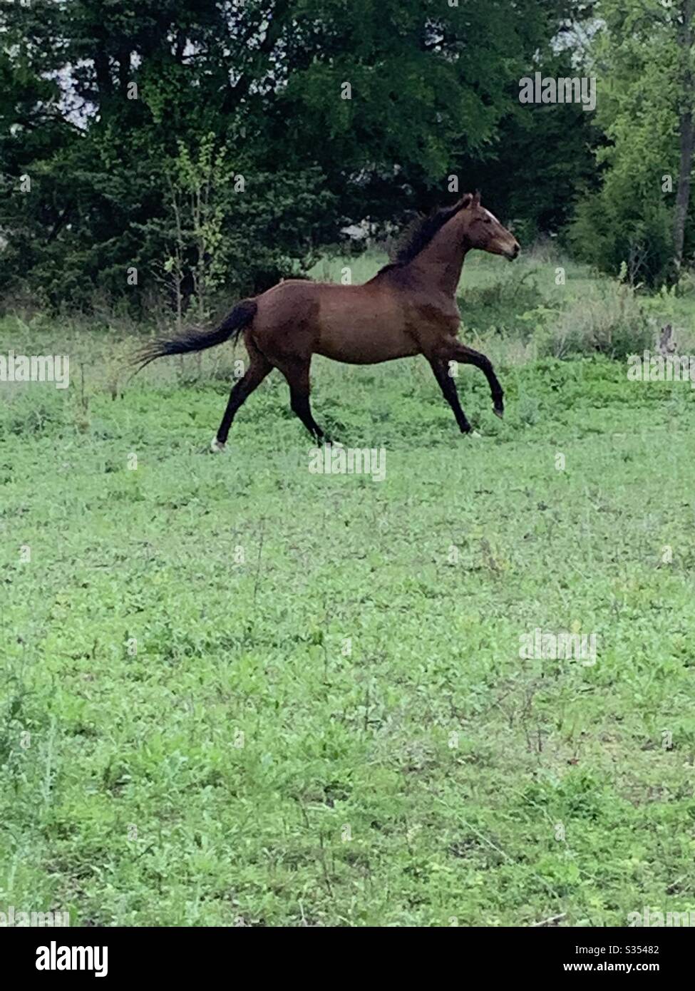 Horse Cantering In A Field