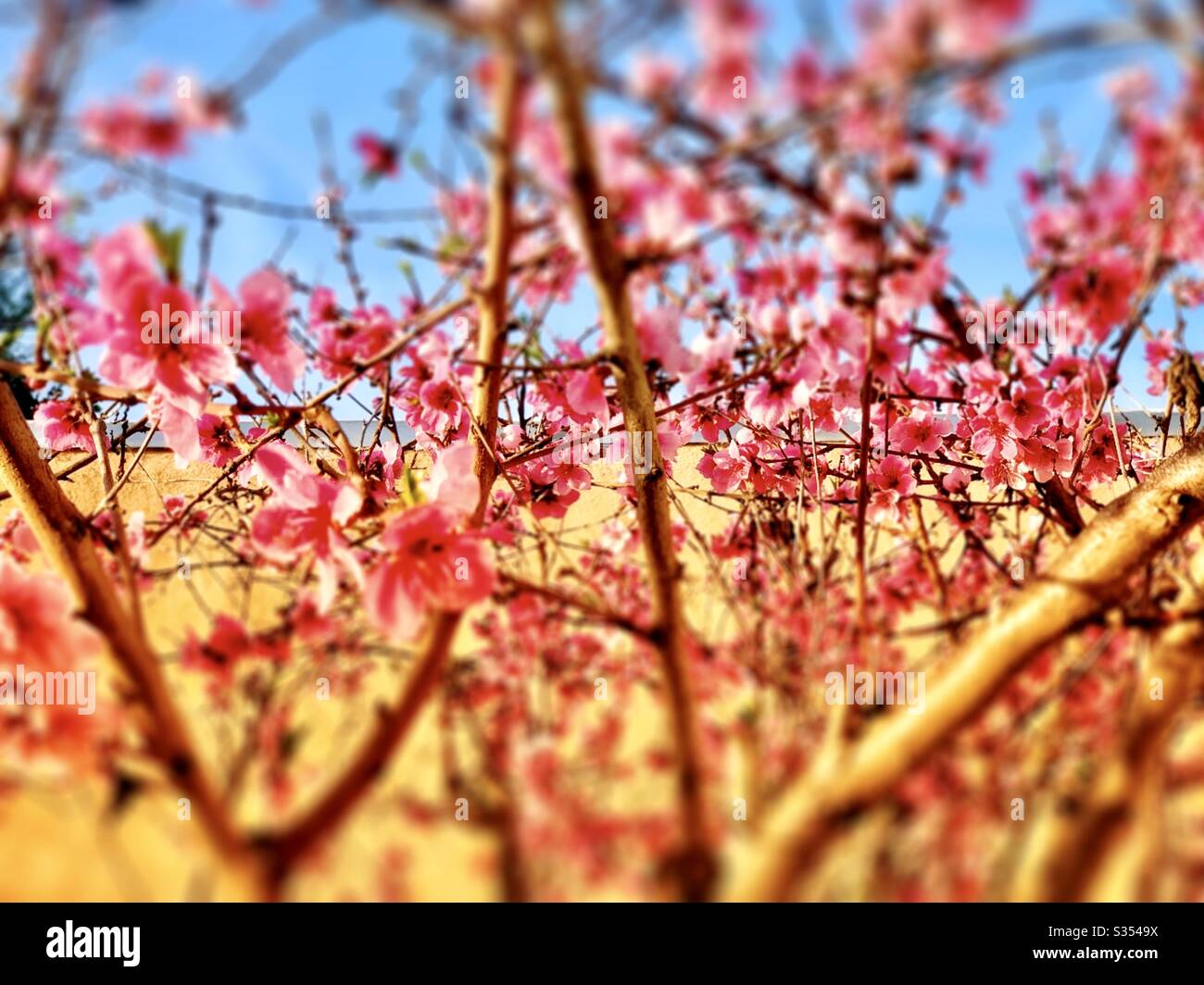 The pink peach tree hi-res stock photography and images - Alamy