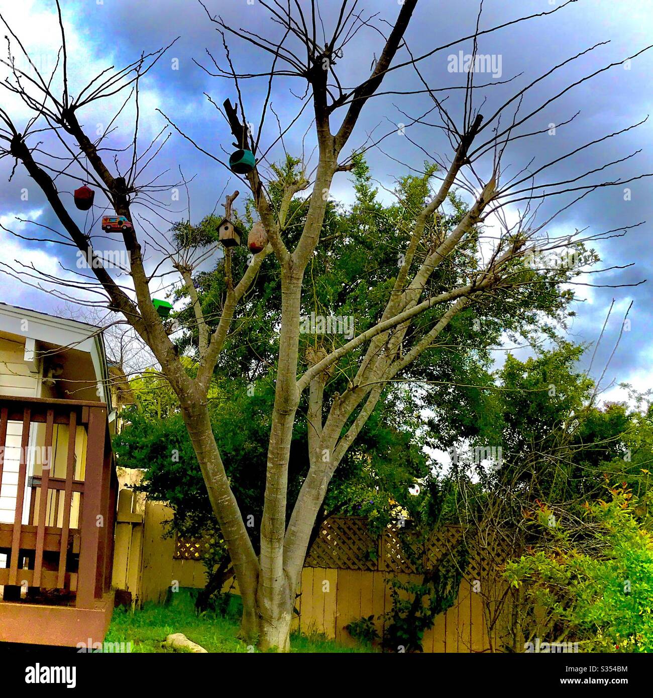 Spindly tree hi-res stock photography and images - Alamy