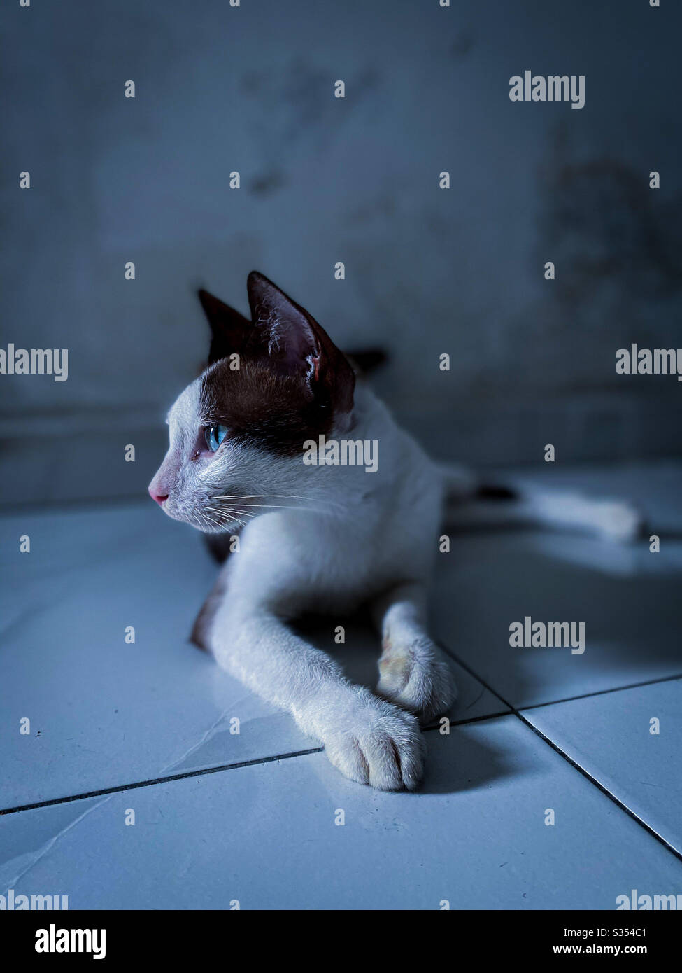 Meow hi-res stock photography and images - Alamy