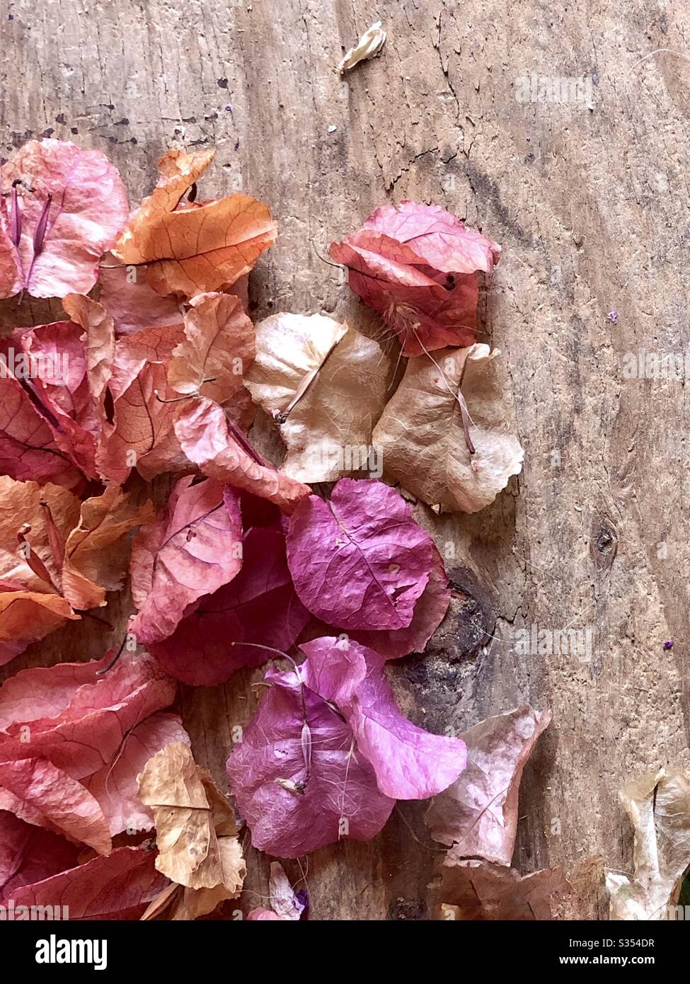 Bougainvillea blossoms, cluster, wood floor, wind blown to area ...