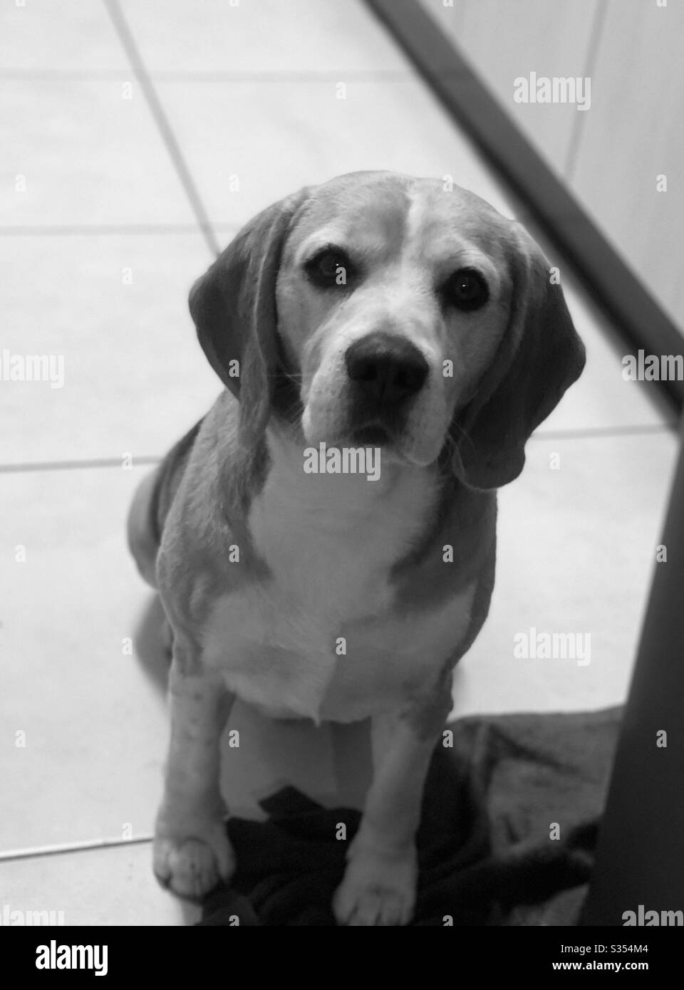 Beagle eyes hi-res stock photography and images - Alamy
