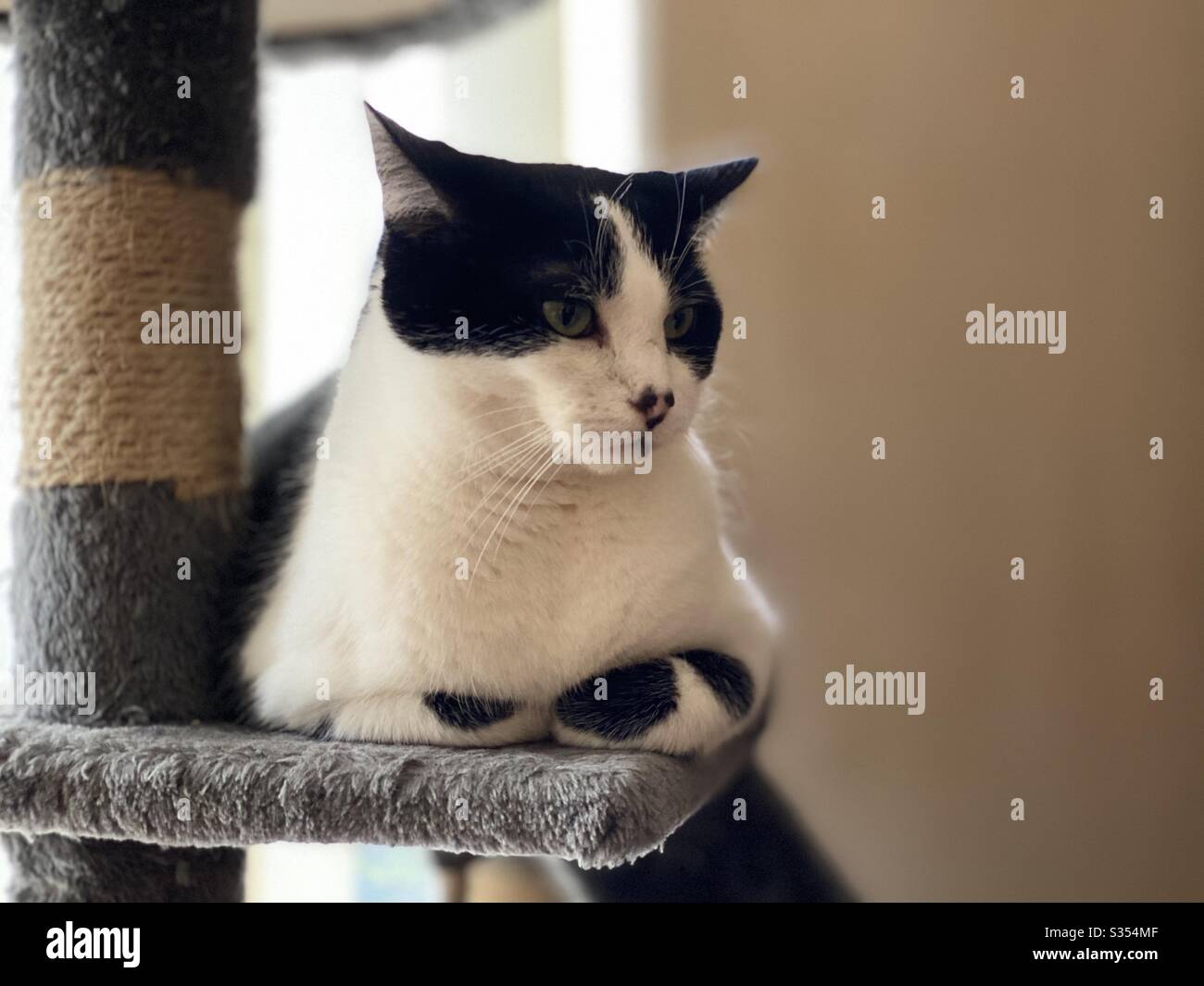 Cat Lookin High Resolution Stock Photography and Images - Alamy