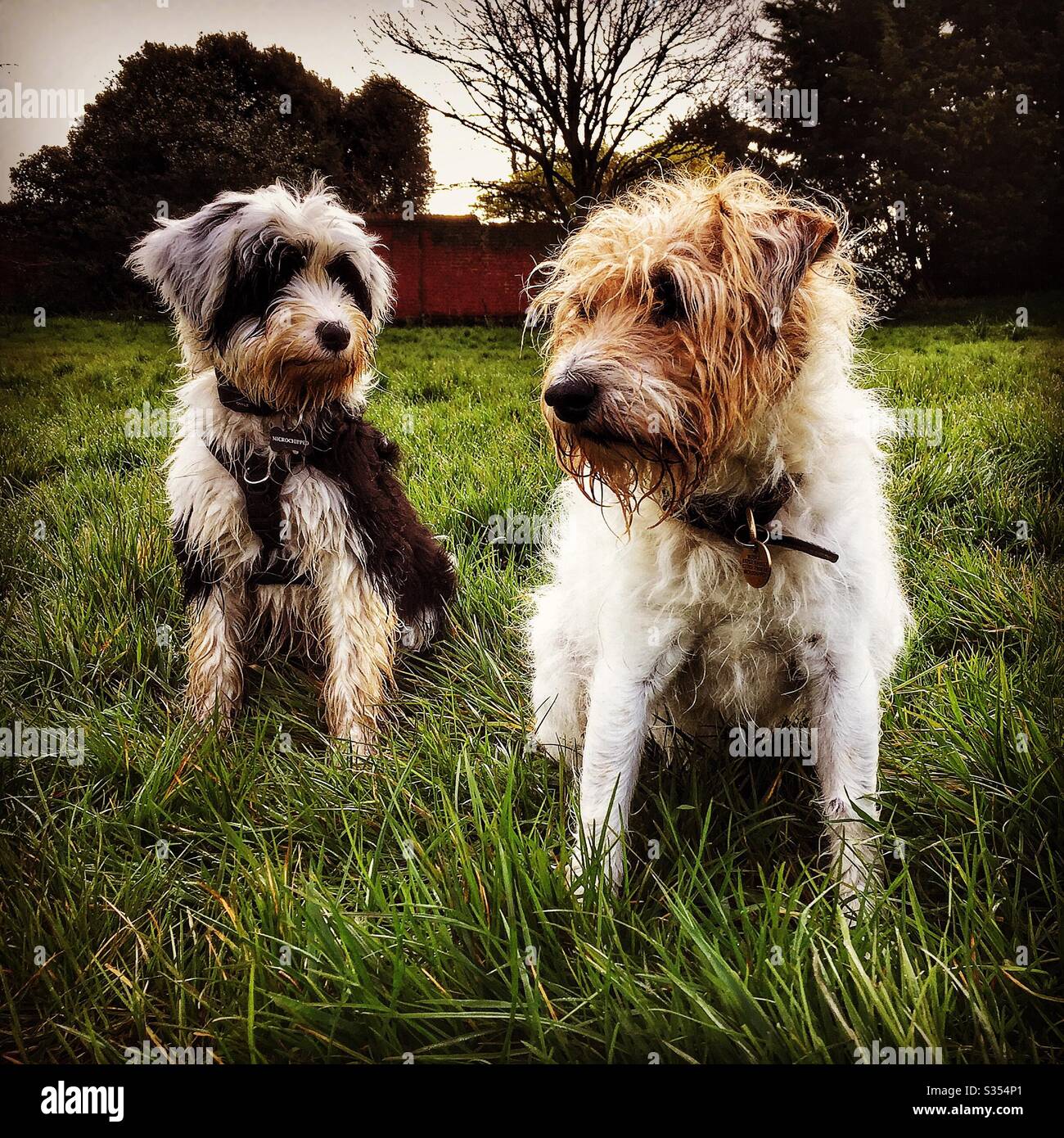 Social dogs hi-res stock photography and images - Alamy