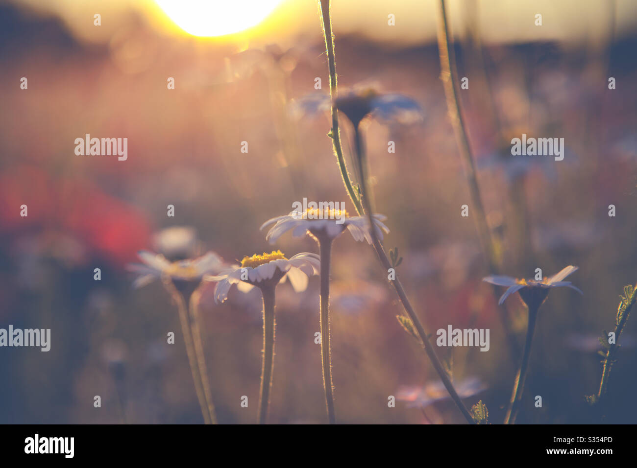 Chamomile flowers at sunset hi-res stock photography and images - Alamy