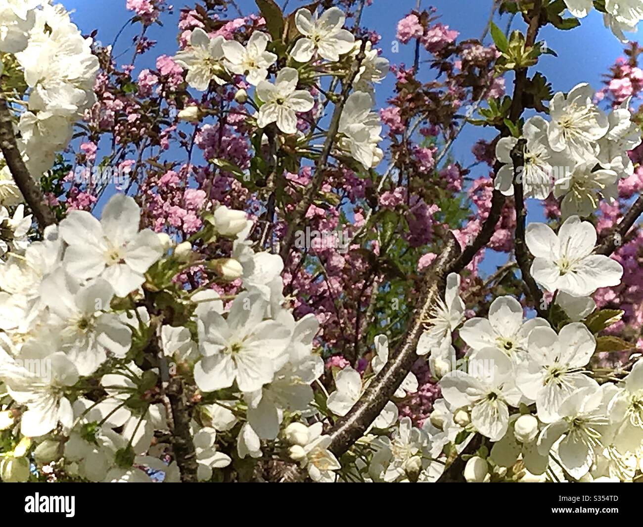 Beautiful cherry tree blossom hi-res stock photography and images - Alamy