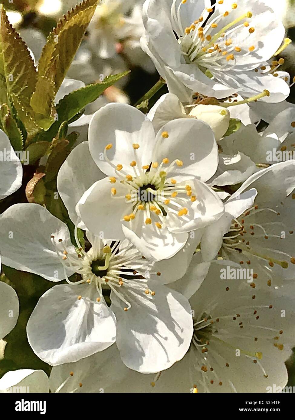 Blossom 2020 hi-res stock photography and images - Alamy