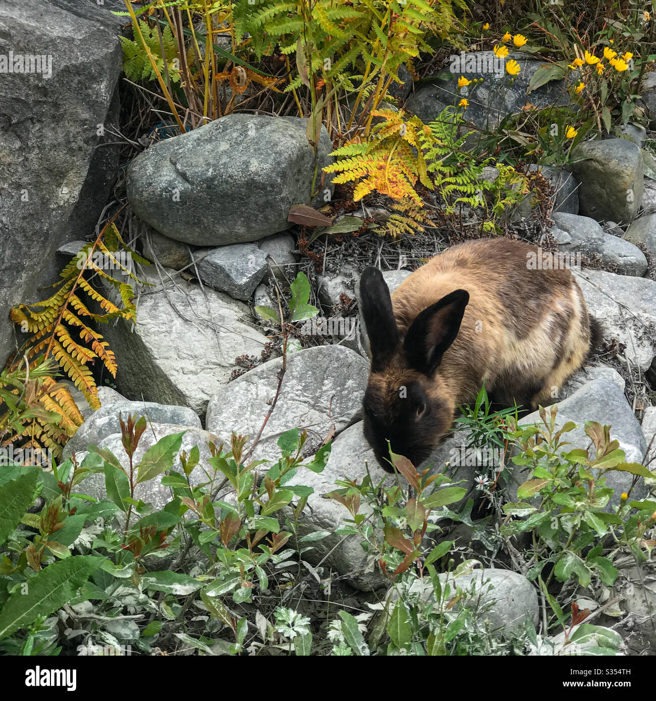 Black and brown rabbit in nature Stock Photo - Alamy