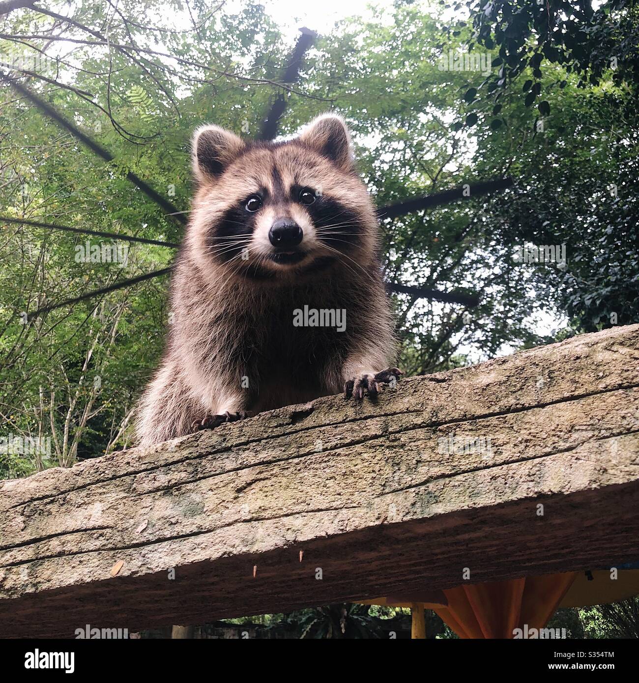 Are Racoons Closer To Bears Cats Or Dogs