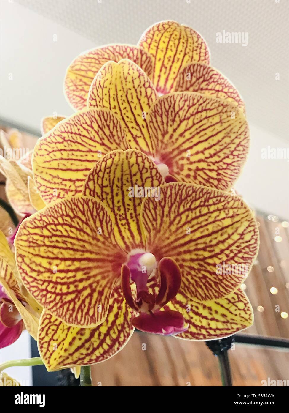 Yellow moth orchid with maroon lines in-line in a single stalk ...