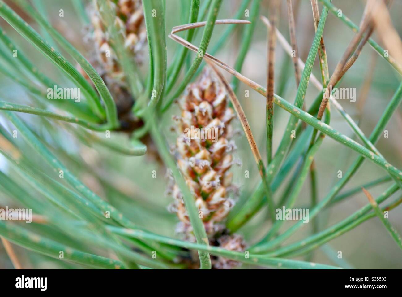 Conifer flowers hi-res stock photography and images - Alamy