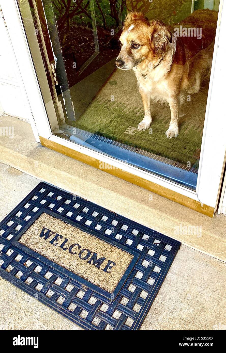 Waiting at front door hi-res stock photography and images - Alamy