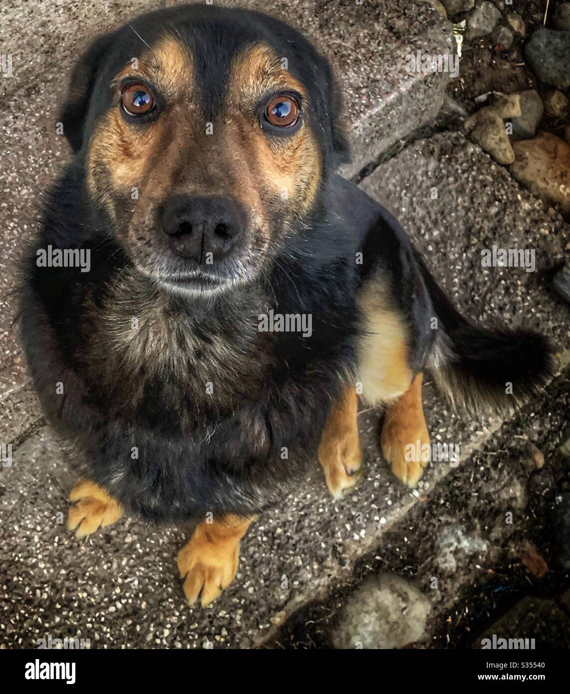 Humble dog hi-res stock photography and images - Alamy