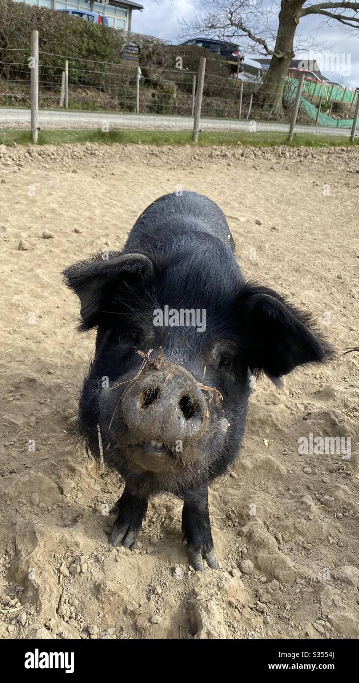 Smiling pig hi-res stock photography and images - Alamy